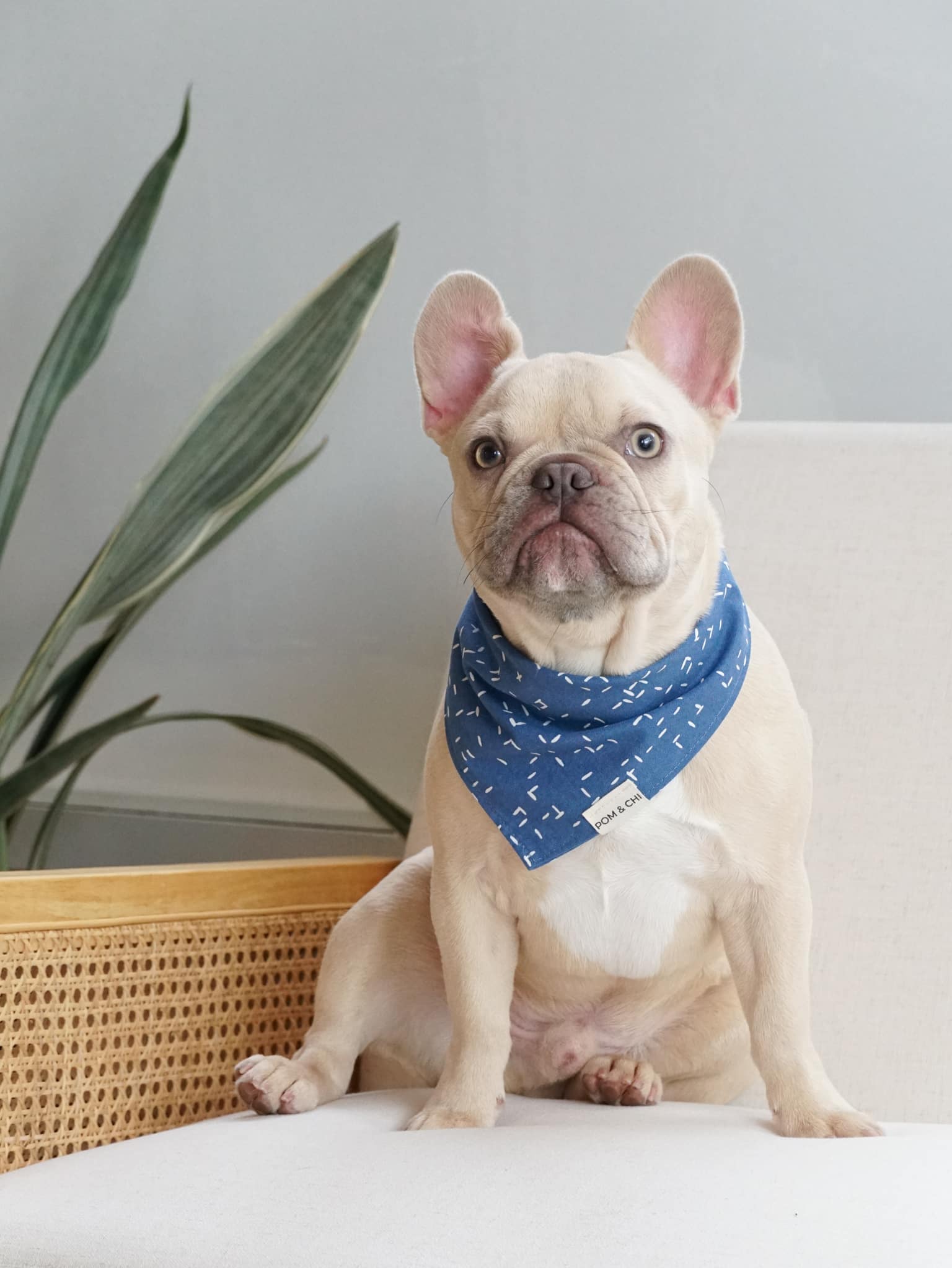 POM & CHI Pet Boutique - Bentall Centre